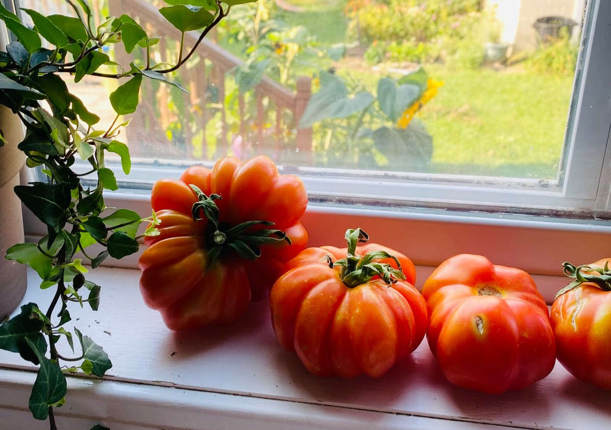 Planting Tomatoes for high harvests and better health | The Cottage ...