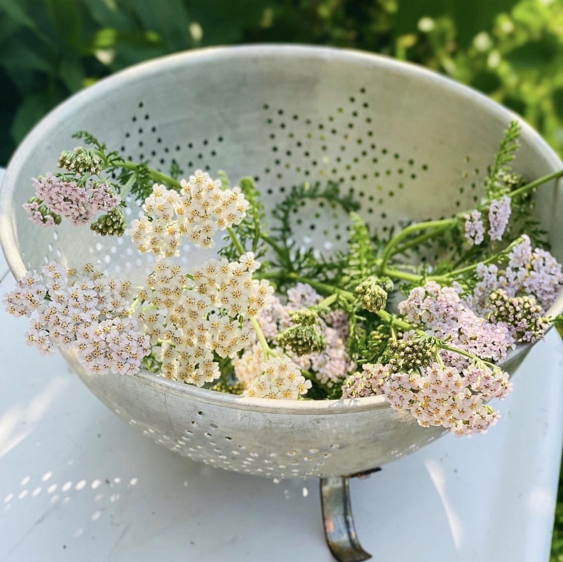 Flowers for Pollinators | Cottage Gardens | The Cottage Vegetable