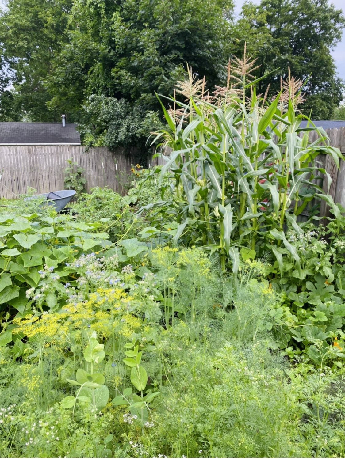 Growing Heirloom Cucumbers | How to Choose Cucumber Seeds for your ...