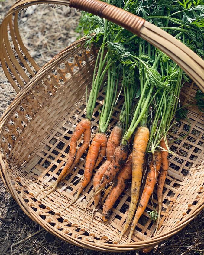The Cottage Vegetable | Gardening & Preserving for a Practical Kitchen
