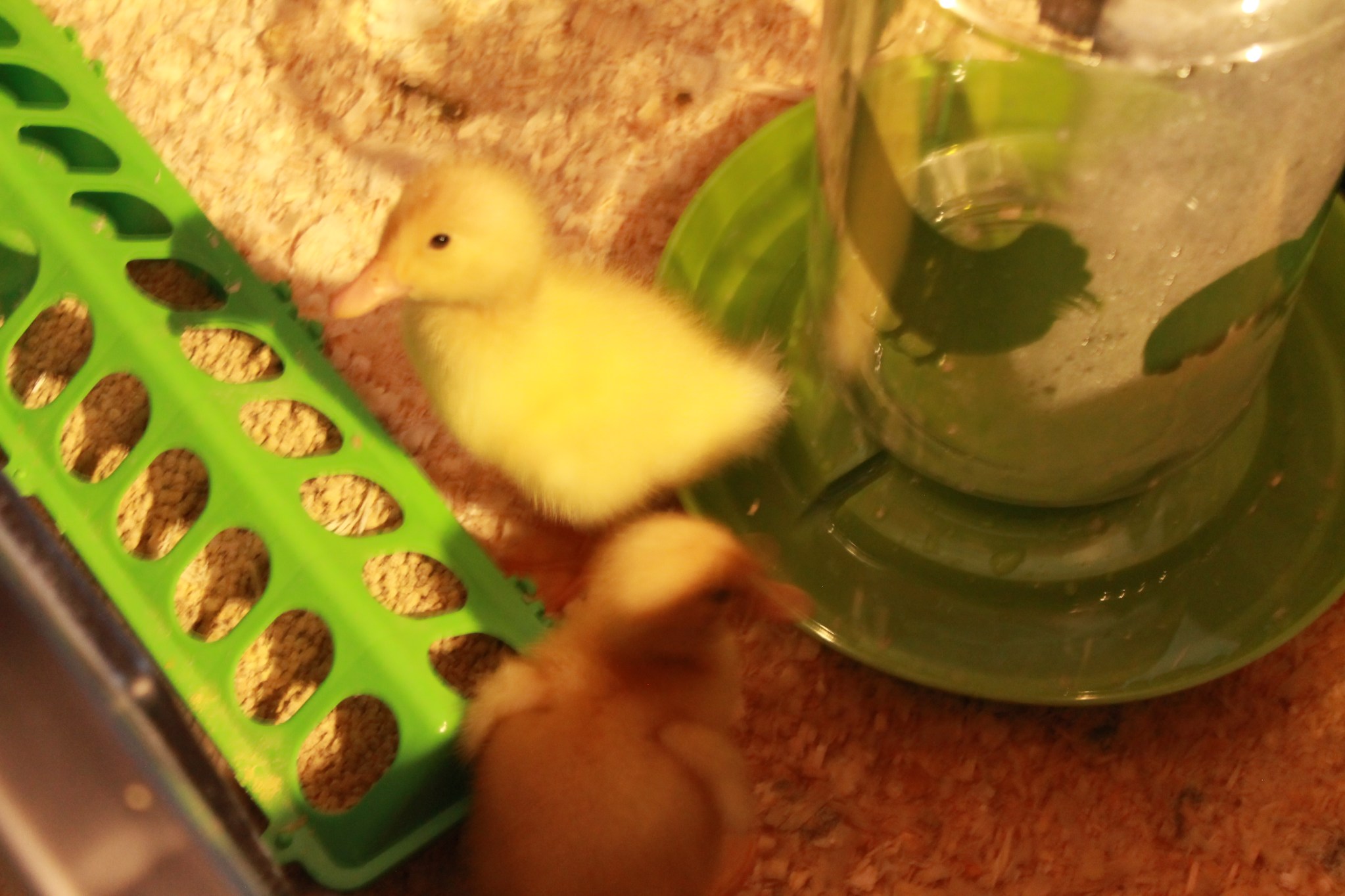 Free Ranging Ducks on a Pond | The Cottage Vegetable