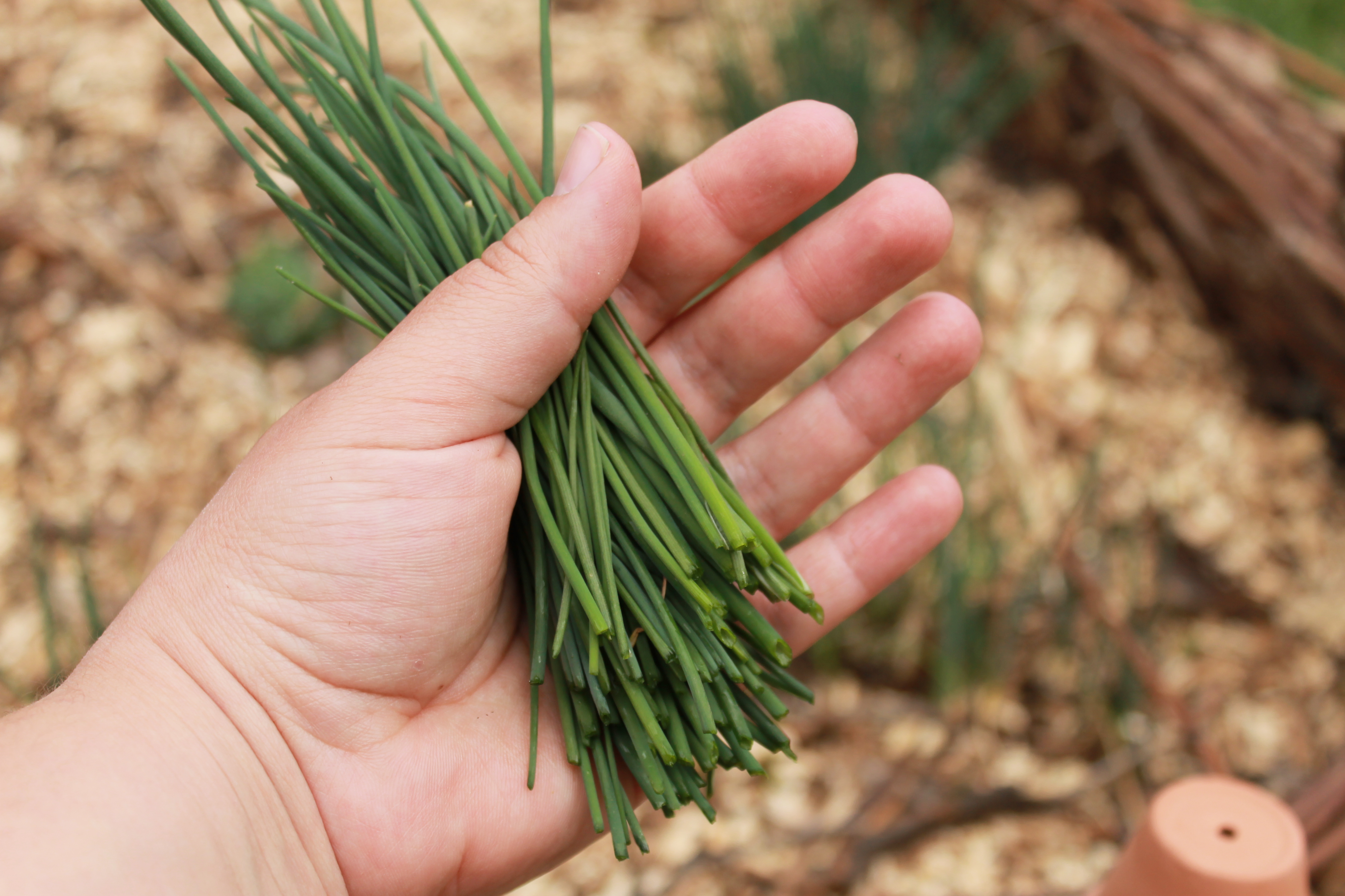 Freezing Chive Butter | The Cottage Vegetable