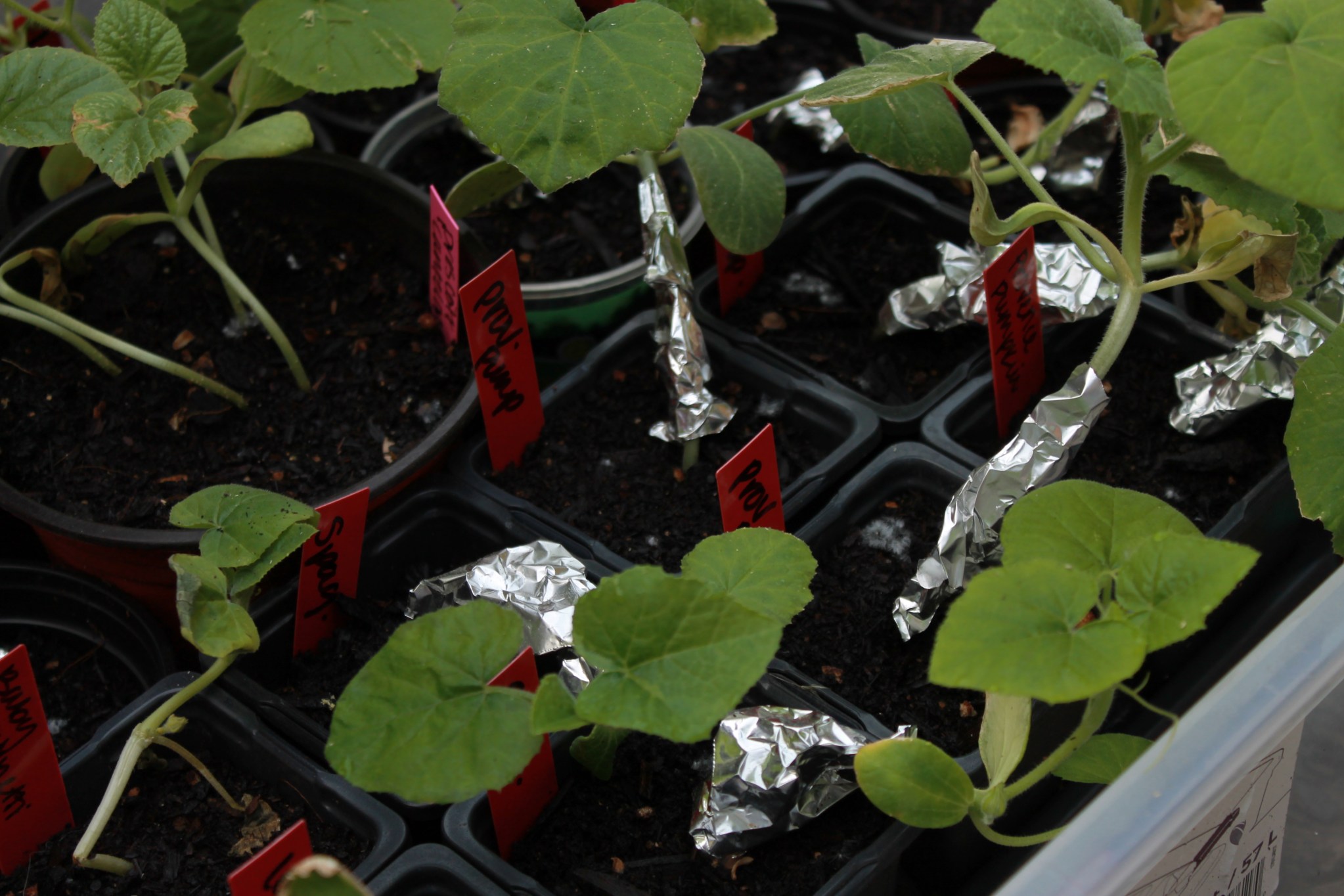 Squash Vine Borer Protection | Aluminum Foil trick | The Cottage Vegetable