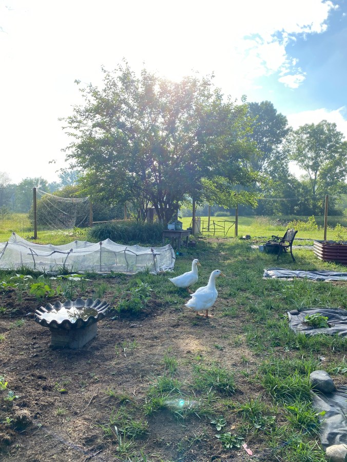 Cabbage Moth Protection Methods | The Cottage Vegetable