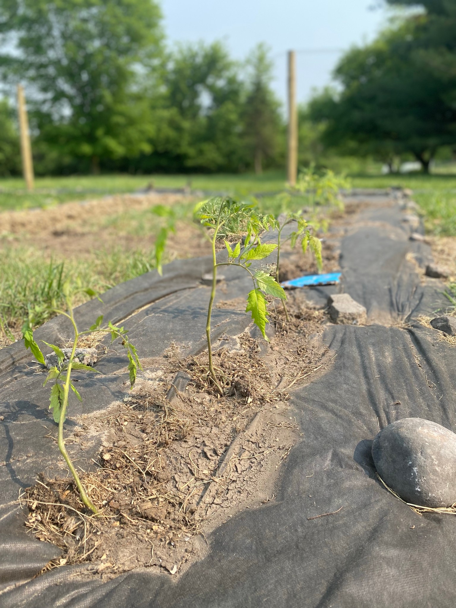 Planting Tomatoes for high harvests and better health | The Cottage ...