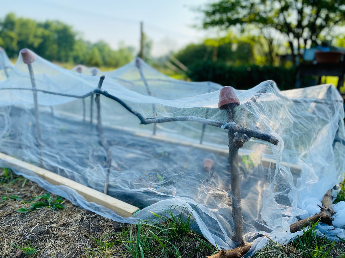 Cabbage Moth Protection Methods | The Cottage Vegetable