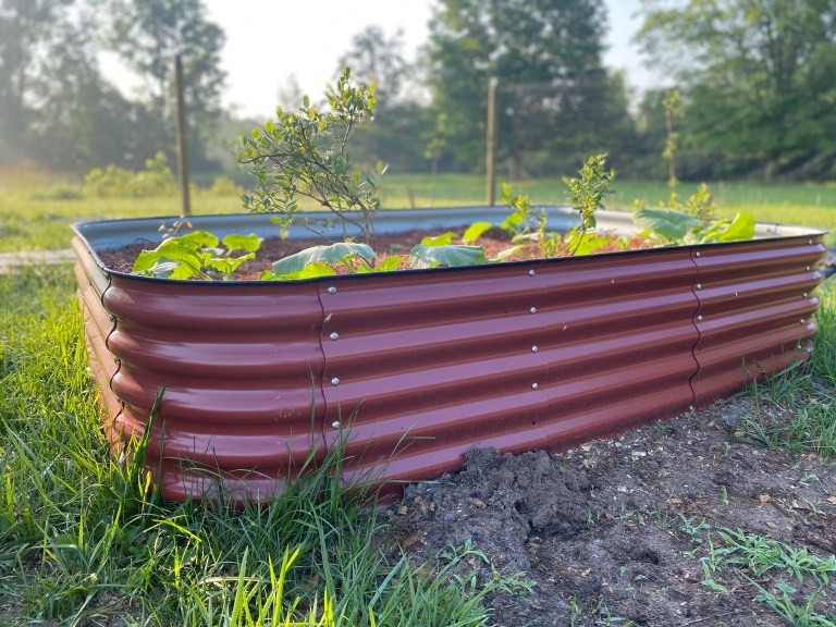 Growing Potatoes in Cardboard Boxes (with pictures) | The Cottage Vegetable