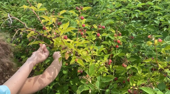 Raspberry Preserves | Water Bath Canning | The Cottage Vegetable