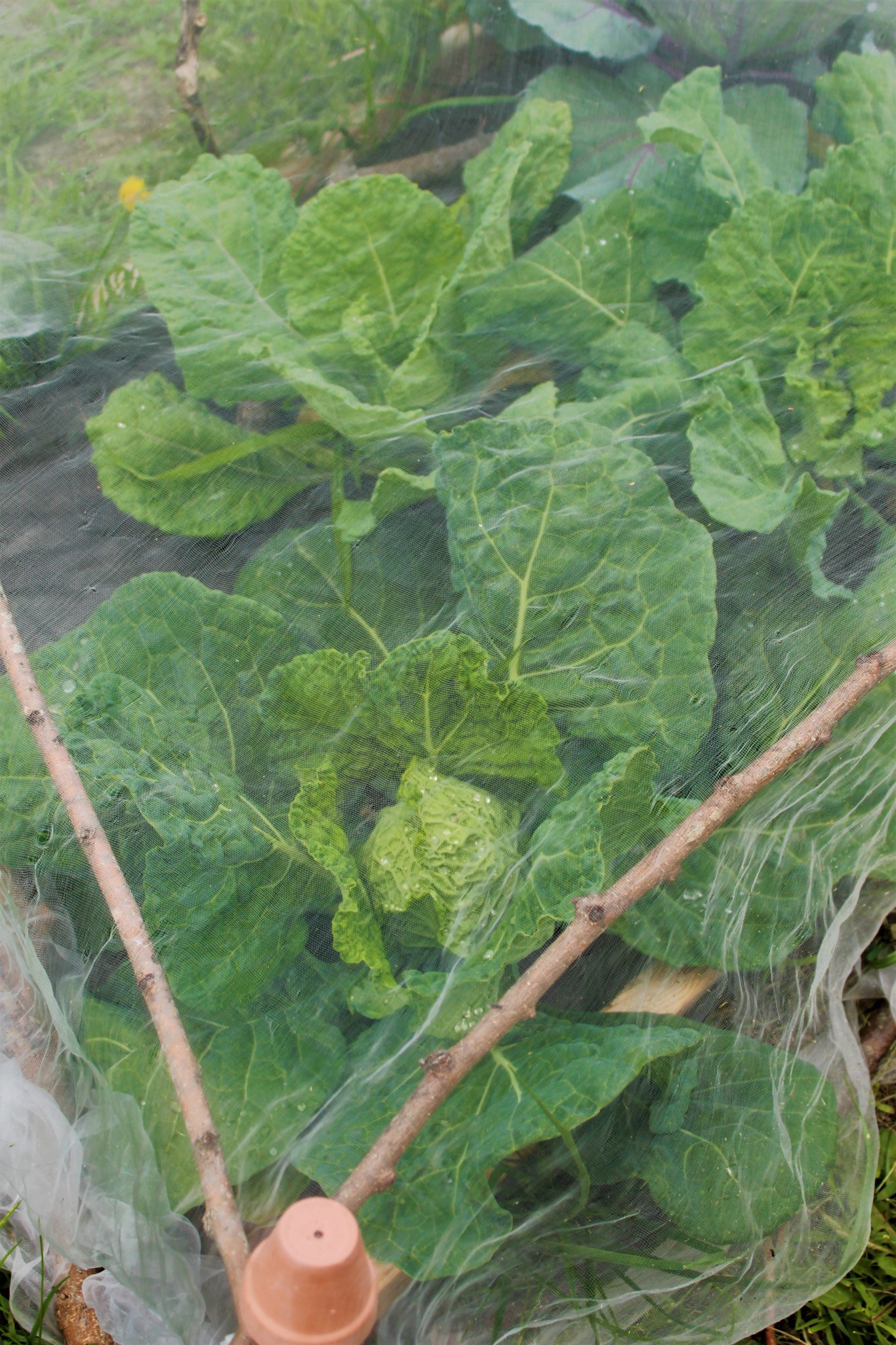 Cabbage Moth Protection Methods | The Cottage Vegetable