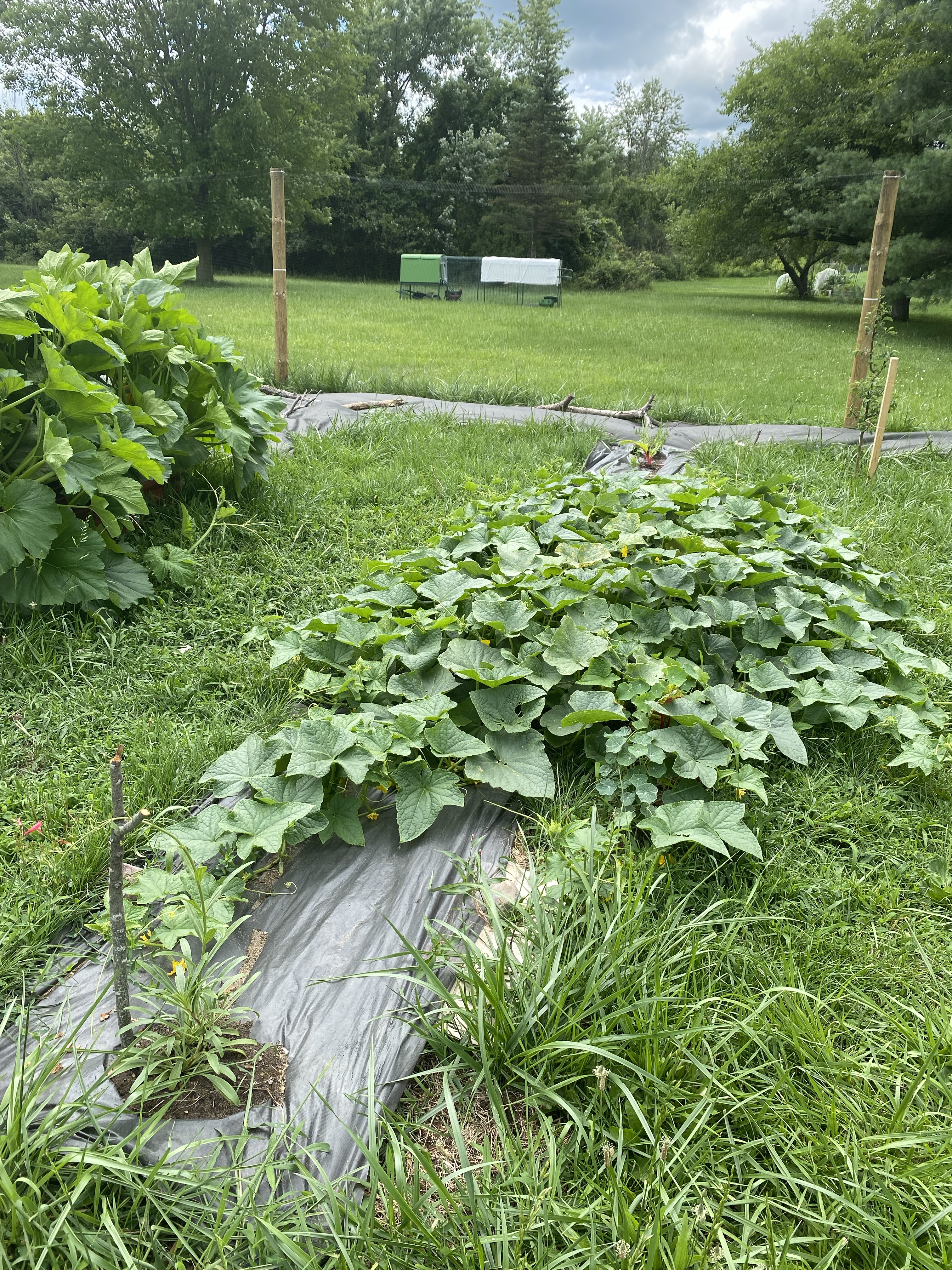 Growing Heirloom Cucumbers | How to Choose Cucumber Seeds for your ...