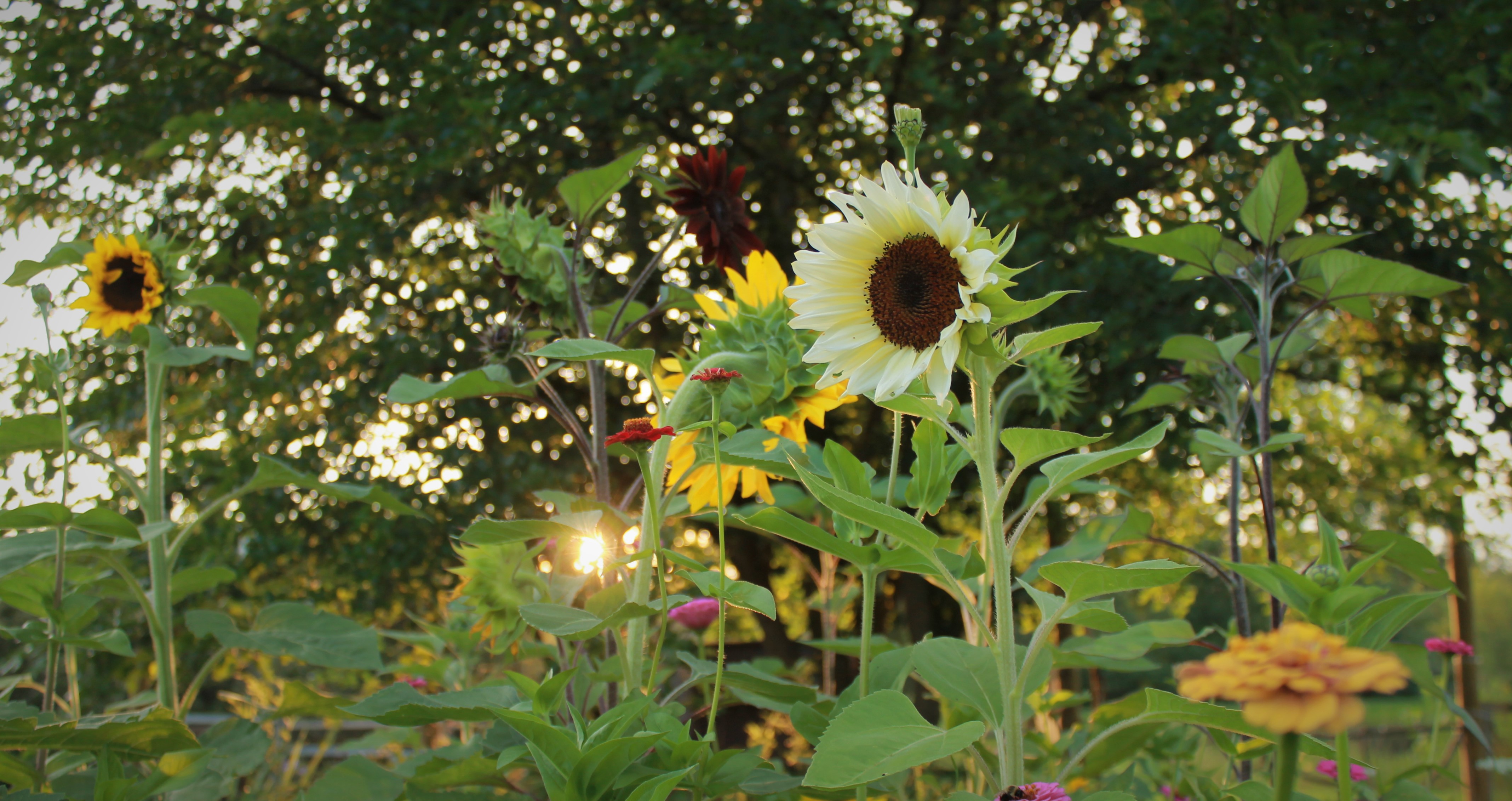 Flowers for Pollinators | Cottage Gardens | The Cottage Vegetable