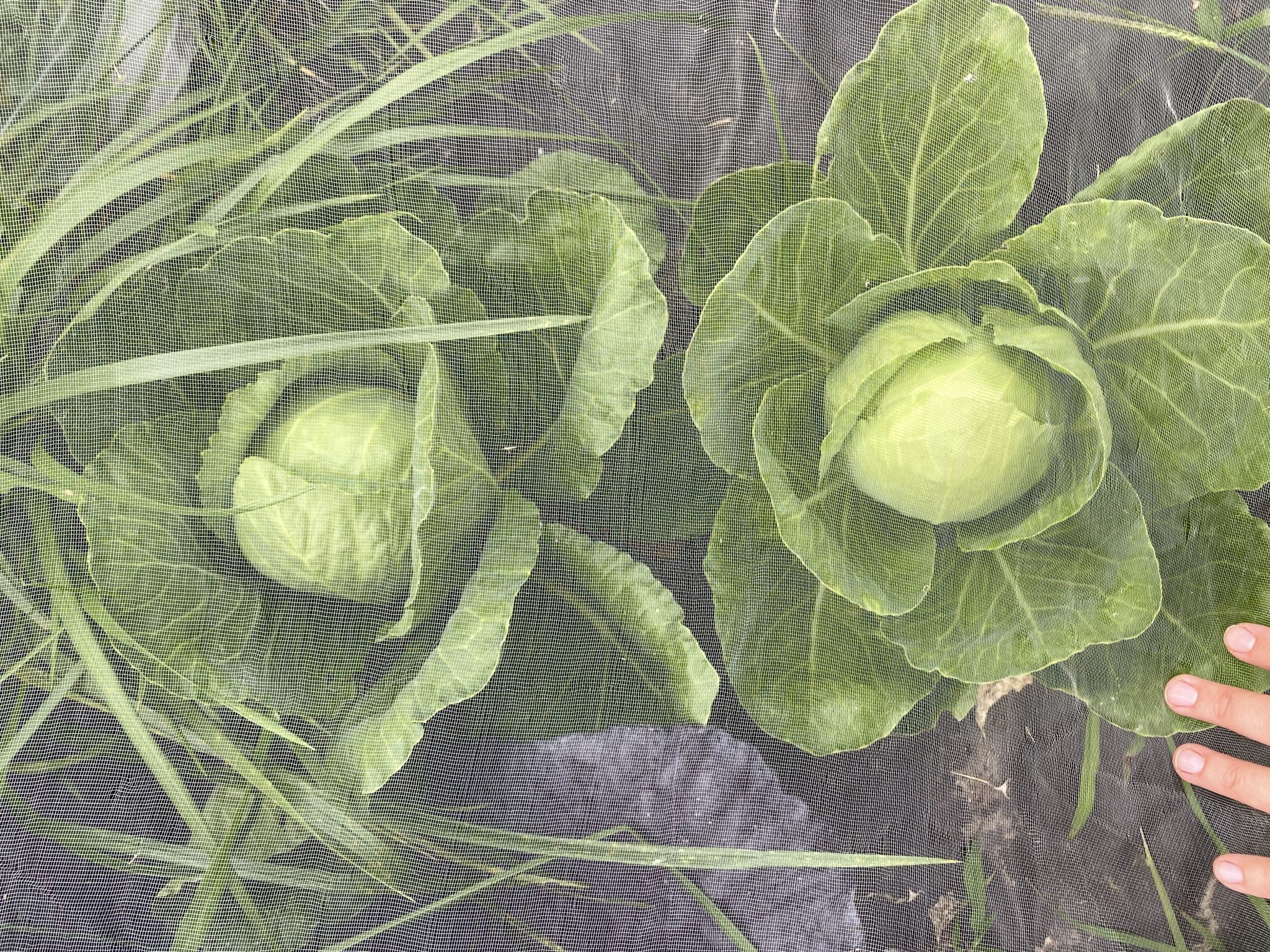 Cabbage Moth Protection Methods | The Cottage Vegetable