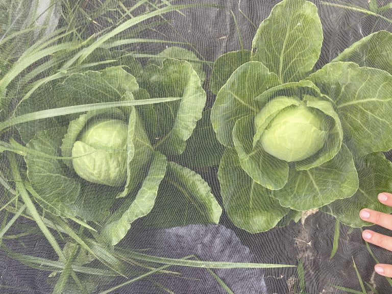 Cabbage Moth Protection Methods | The Cottage Vegetable