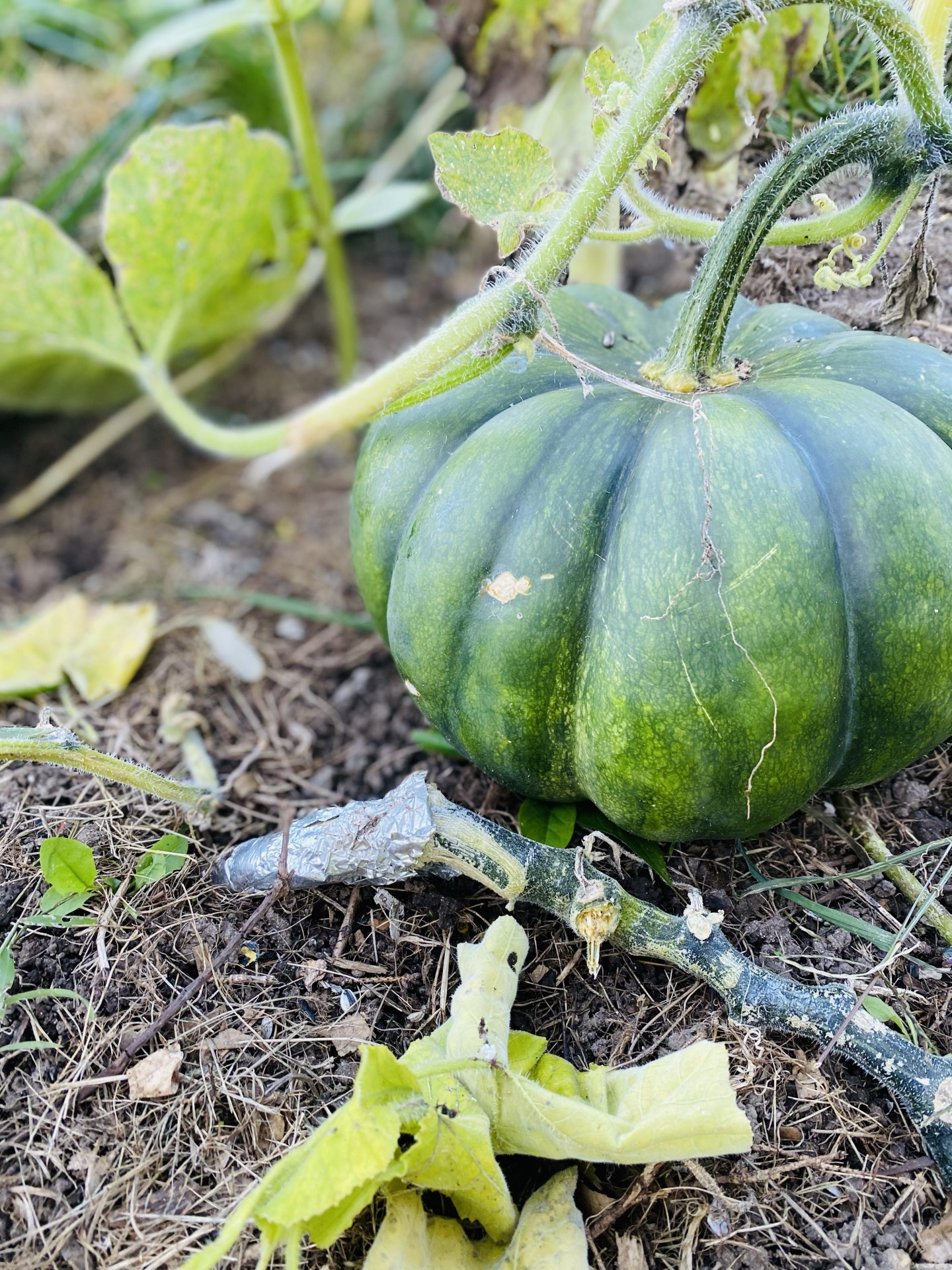 Squash Vine Borer Protection | Aluminum Foil trick | The Cottage Vegetable