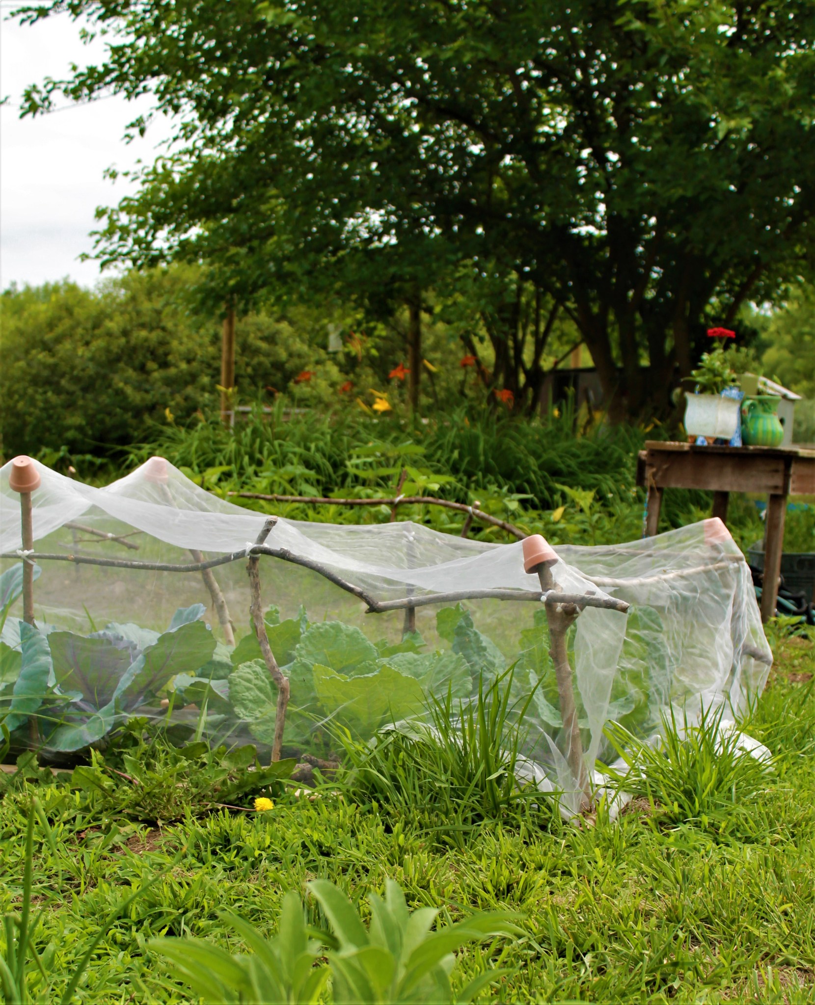 Zone 6 – General Seed Starting Timeline (not complicated) | The Cottage ...