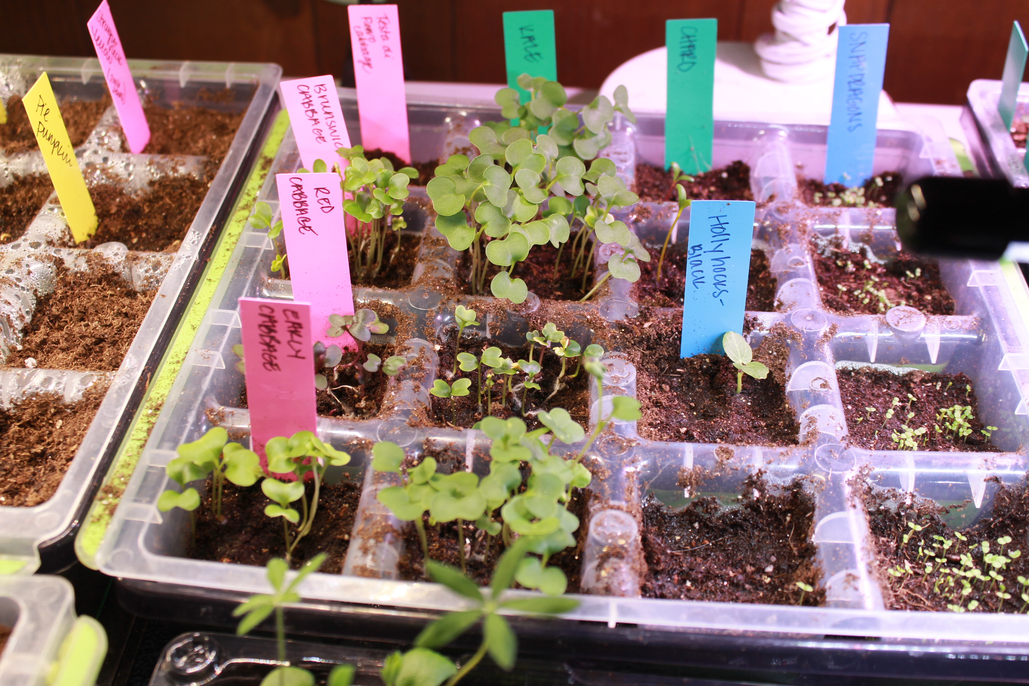 Zone 6 General Seed Starting Timeline not Complicated The Cottage Zone 6 General Seed Starting Timeline not Complicated The Cottage