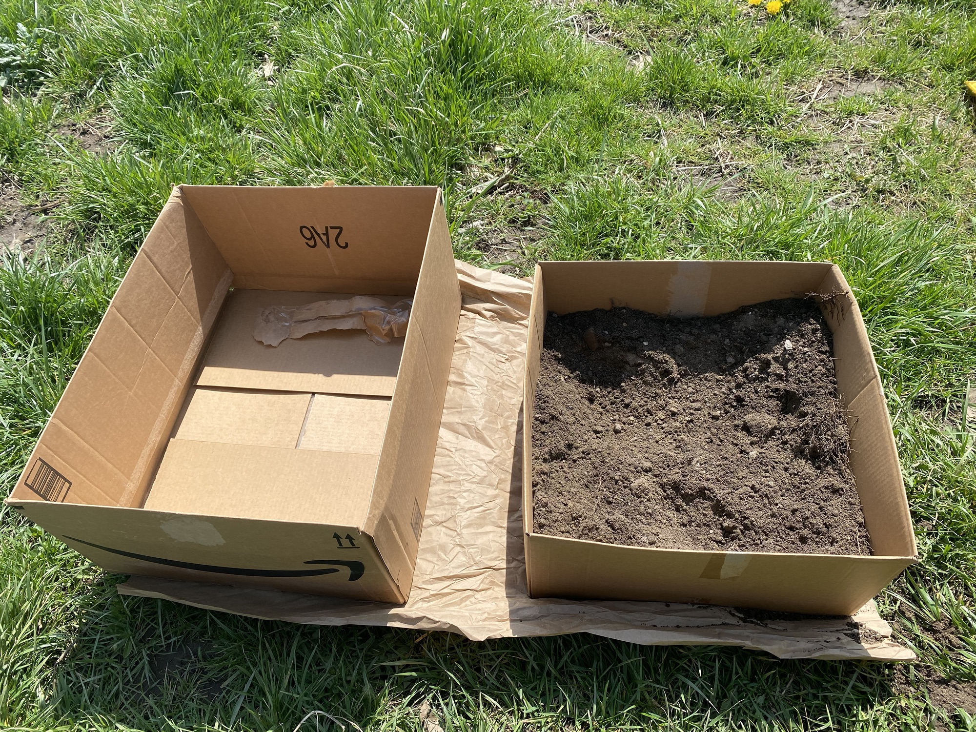 Growing Potatoes in Cardboard Boxes (with pictures) | The Cottage Vegetable