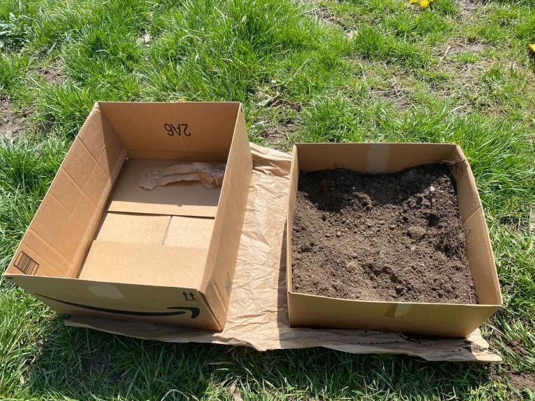 Growing Potatoes in Cardboard Boxes (with pictures) | The Cottage Vegetable
