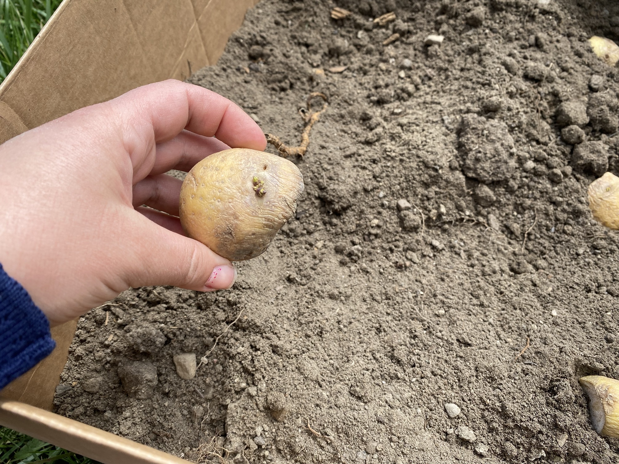 Growing Potatoes in Cardboard Boxes (with pictures) | The Cottage Vegetable