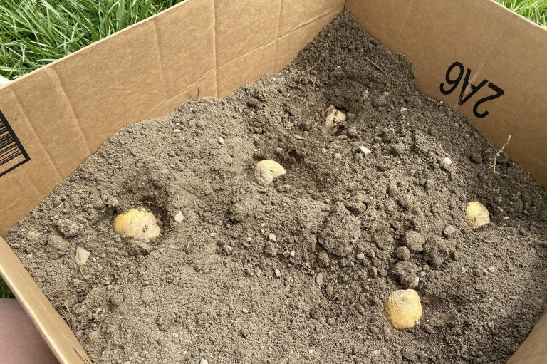 Growing Potatoes in Cardboard Boxes (with pictures) | The Cottage Vegetable