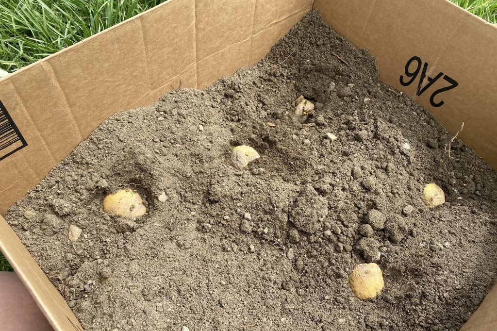 Growing Potatoes in Cardboard Boxes (with pictures) | The Cottage Vegetable