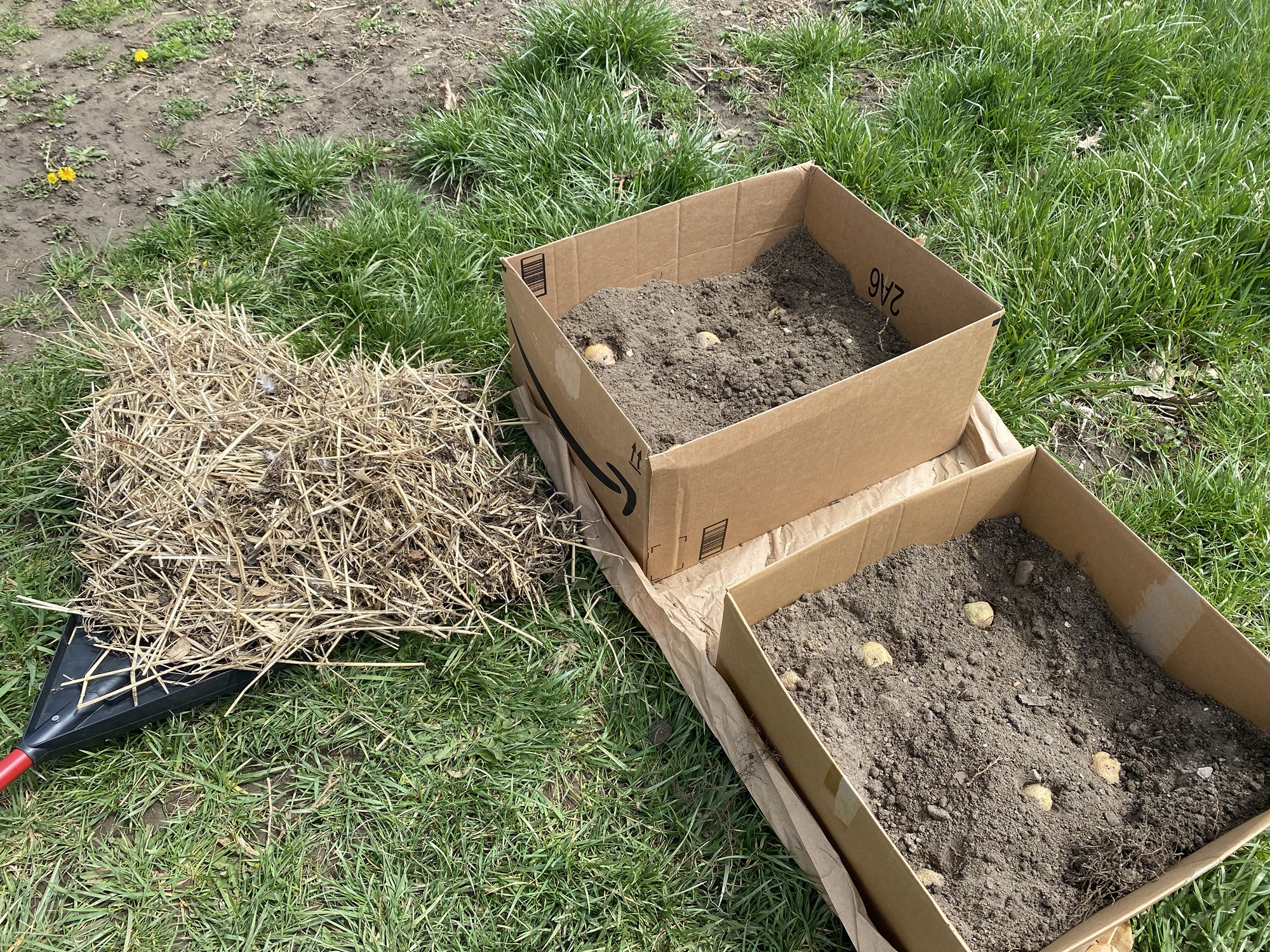 Growing Potatoes in Cardboard Boxes (with pictures) | The Cottage Vegetable
