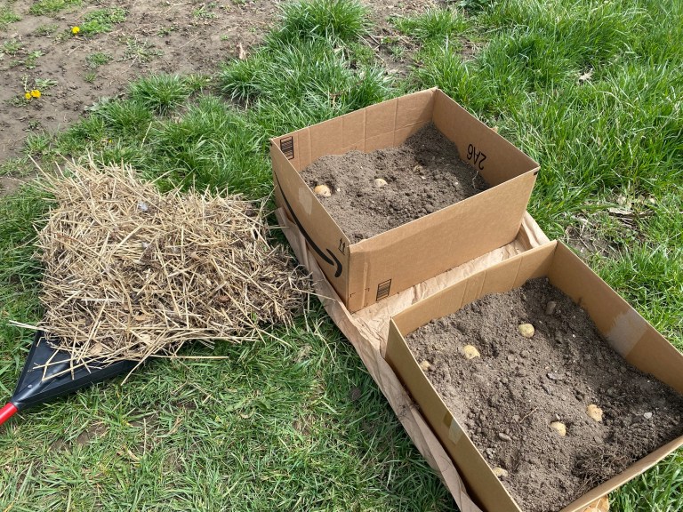 Growing Potatoes in Cardboard Boxes (with pictures) | The Cottage Vegetable