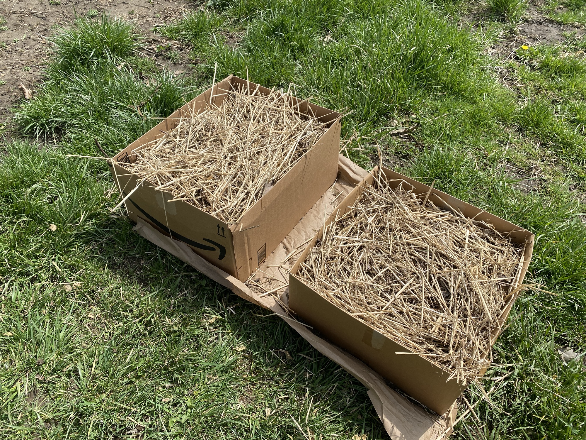 Growing Potatoes in Cardboard Boxes (with pictures) | The Cottage Vegetable