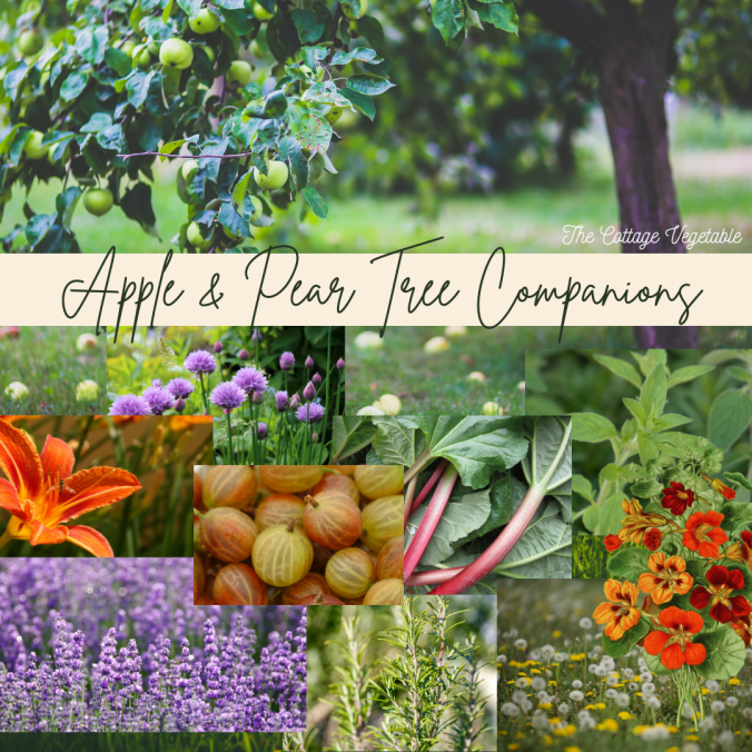 Mini Fruit Tree Guild for Small Gardens | Companion Plant for Dwarf ...