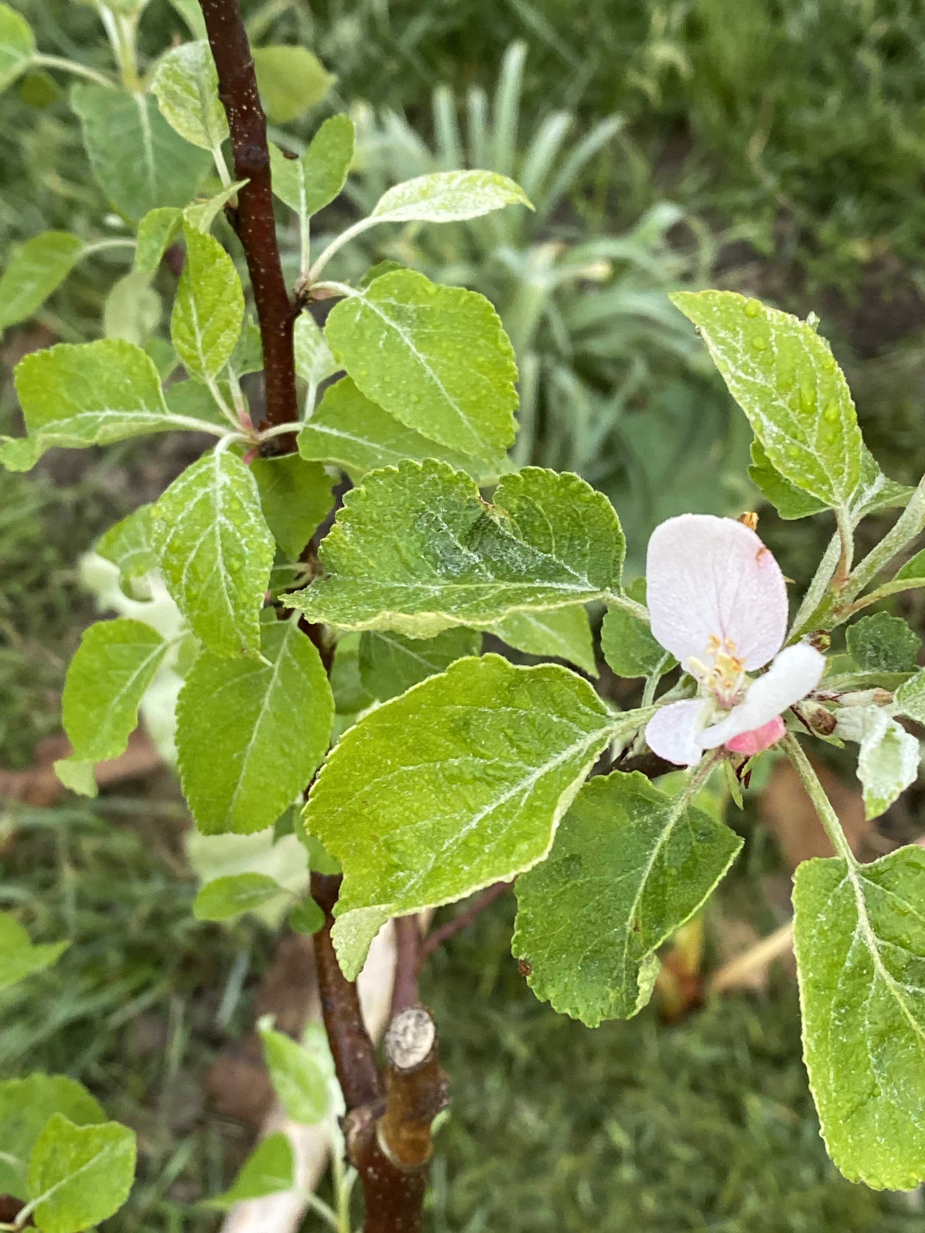 Mini Fruit Tree Guild for Small Gardens | Companion Plant for Dwarf ...