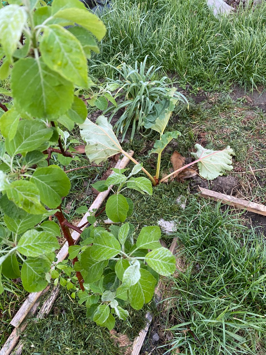 Mini Fruit Tree Guild for Small Gardens | Companion Plant for Dwarf ...