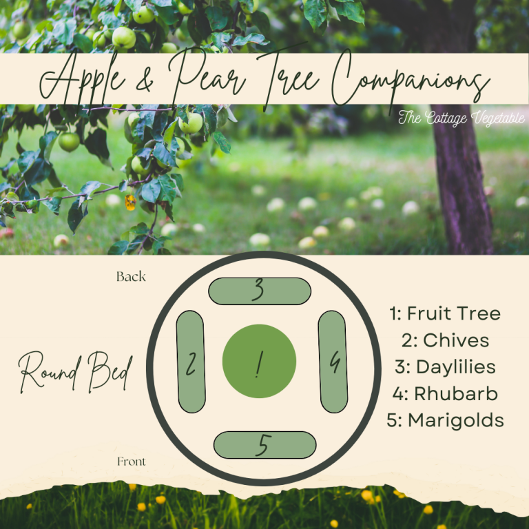 Mini Fruit Tree Guild for Small Gardens | Companion Plant for Dwarf ...