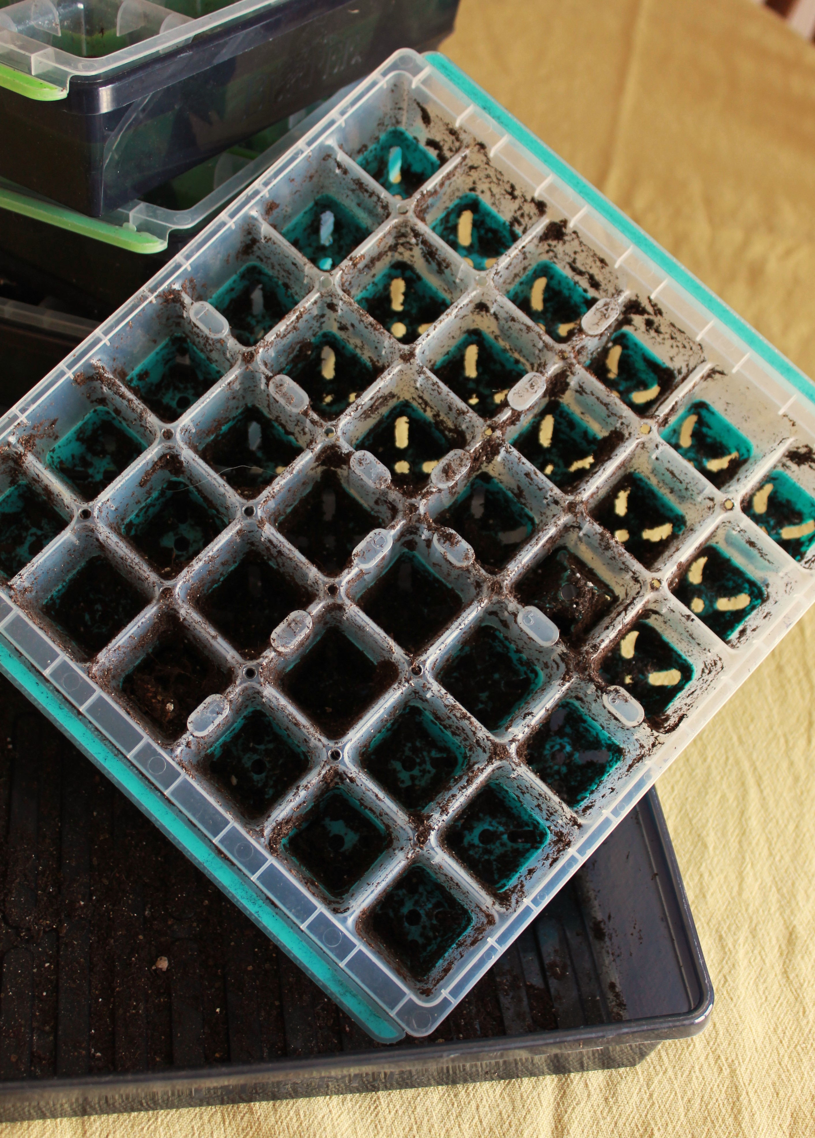Burpee’s Reusable Seed Starting Tray Review | The Cottage Vegetable